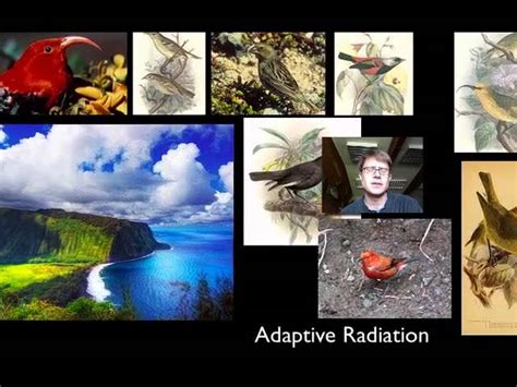 Evolution Speciation