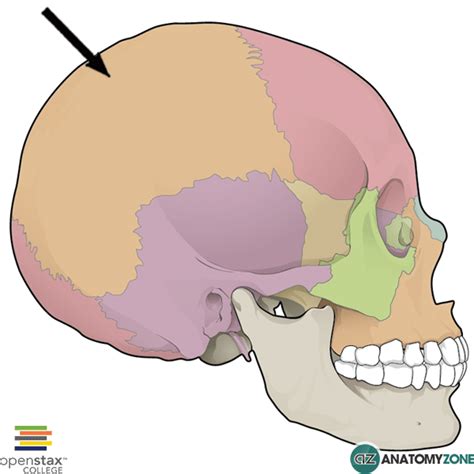 Parietal Bone Anatomyzone