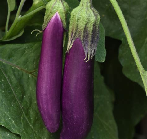 Bulk Asian Delight Hybrid Eggplant Seeds — Seeds N Such