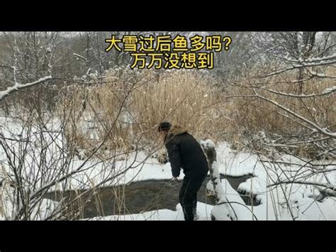 东北林区大雪过后捕鱼万万没想到鱼全没了啥野生动物这么狠东北林区艾三 YouTube
