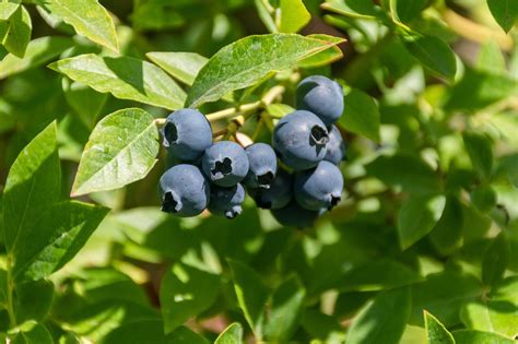 1 000 무료 블루베리 And 과일 이미지 Pixabay