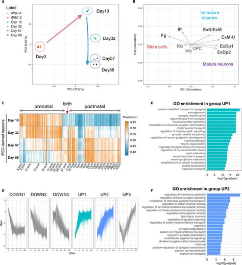 Global Transcriptome Analysis Of Cultured Tf Induced Ipsc Neurons By