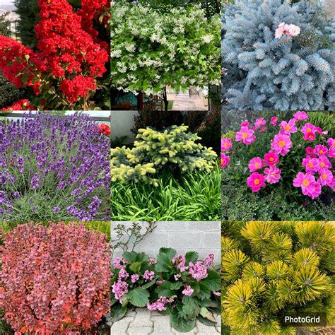 თემურ გურეშიძე ბაღის დიზაინი • Garden Design By Temur Gureshidze 🟣 ჩემი გაშენებული ბაღებიდან