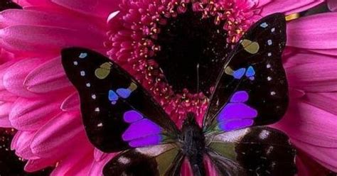 Гофман Лускунчик і Мишачий король Тест на 15 запитань Зарубіжна література