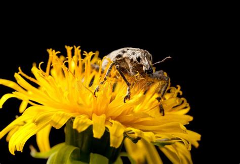 Macro Of Weevil En Face Stock Image Image Of Closeup 55037965