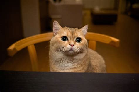 Xiaomi представила модульную оптическую систему с 100MP сенсором Modular Optical System