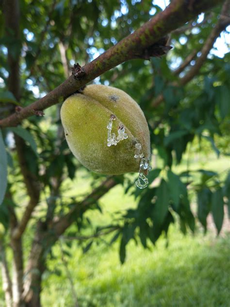 Bugs In Fruit General Fruit Growing Growing Fruit