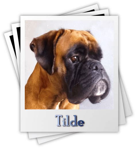 Tilde Terre De Boxer
