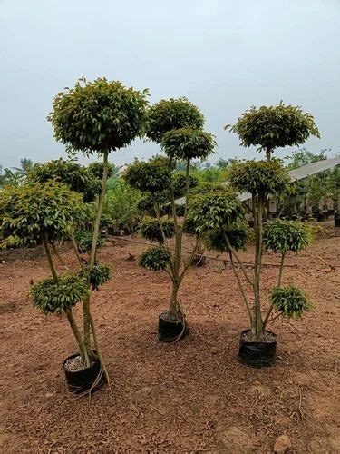 Round Ficus Topiary Plant For Garden At Rs 120000piece In Hyderabad