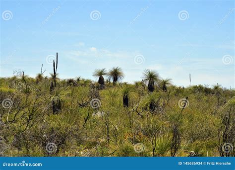 Australia WA Botany Grass Tree Stock Photo Image Of Grass Endemic