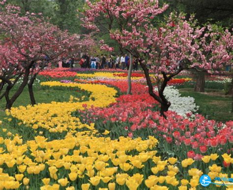 2018北京赏花攻略花期 地点 交通 旅泊网