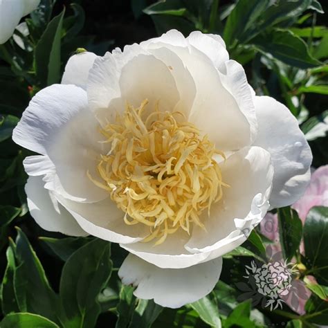 Пион Jan Van Leeuwen Ян Ван Леувен