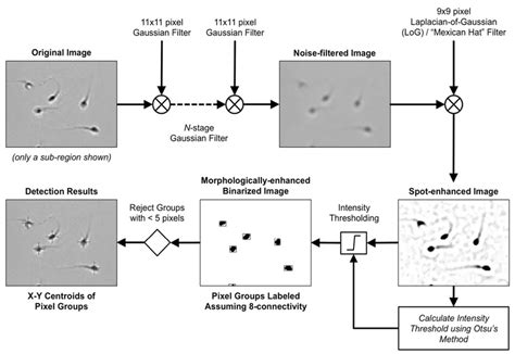 llustration of the sperm segmentation and localization algorithm this