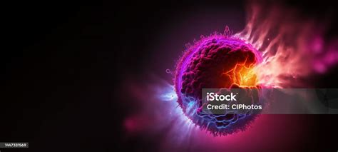 말라리아 기생충 말라리아에 감염된 적혈구 말라리아 기생충의 고리 형태의 영양체를 죽이는 T 세포 열대성 질병의 원인균인 플라스