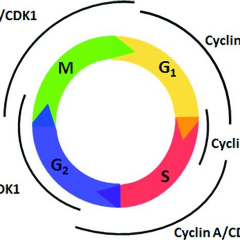 14 Cell Cycle Analysis And Gating Strategy On Flow Cytometry Download Scientific Diagram