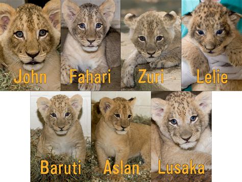 Different Names For Lion At Ernie Gill Blog