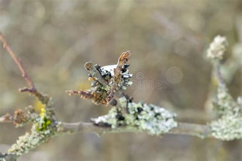 A Lichen Is A Composite Organism That Arises From Algae Or