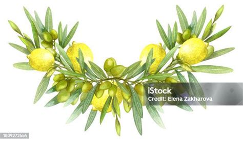 손으로 그린 수채화 그림 흰색 배경에 올리브 잎이 있는 잘 익은 검은 올리브 레몬 유기농 식품 기름 엽서 포장 및 종이 디자인을 위한 별도의 요소 갈색에 대한 스톡 벡터