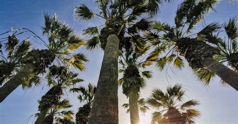 높은 야자수와 햇빛을 배경으로 하는 아름다운 열대 리조트 개념 공원 여름 휴가 휴가와 야외 자연 야자수가 있는 태양의 개념 사진 Unsplash의 바닷가 이미지