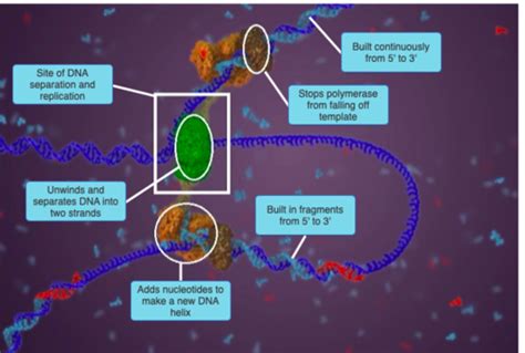 Cell Replication Mitosis Flashcards Quizlet