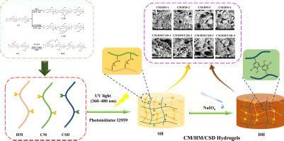 光氧化双交联壳聚糖 透明质酸水凝胶的制备与表征 Reactive Functional Polymers X MOL