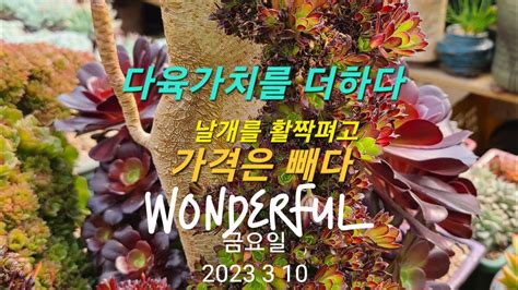 2023년 3월10일 세일 할인~국민다육 방문구매3개5000원선녀와나무꽃화분다육신상안내다육금화분택배다육택배
