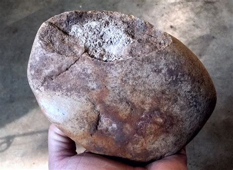 Part 2 Fossil ID The Fossil Forum