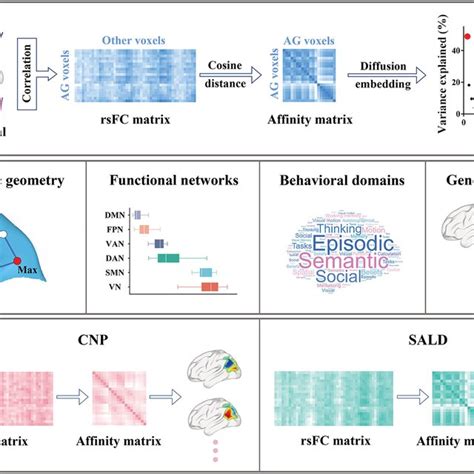 Gene Expression And The Ag Dominant Functional Gradient A