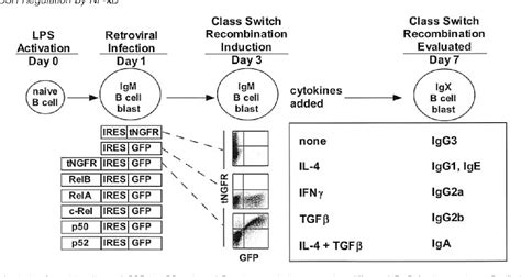 Figure 1 From Regulation Of Ig Class Switch Recombination By Nf Kappab Retroviral Expression Of