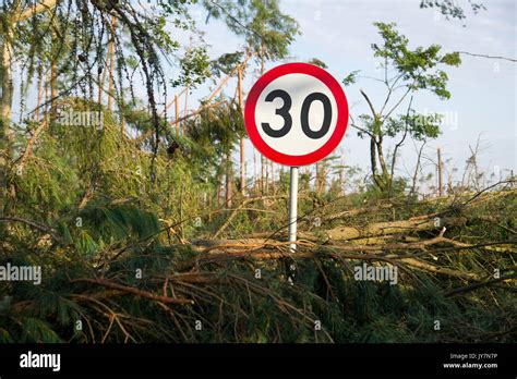 Fallen Trees In Forest Caused By Extremely High Wind Speed During The Storm A Few Days Ago In