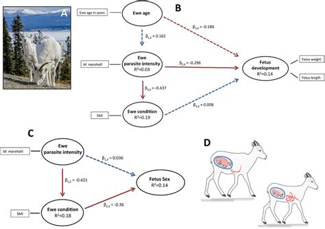 A Dalls Sheep Ewe And Lamb Final Path Model Describing B The