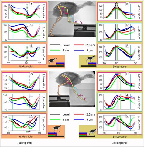 Joint Angles Level Vs Step Up Above A B Knee C D Intertarsal