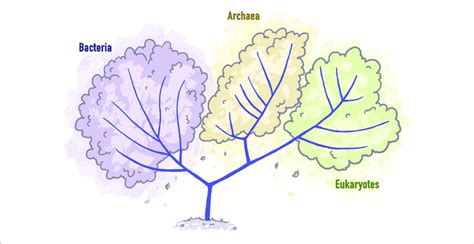 A Pre Genomic Tree Of Life Representing Three Main Domains Bacteria Download Scientific
