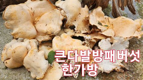 가을버섯산행 큰다발방패버섯 다발구멍장이버섯 야생식용버섯 법제 후에 드셔야 안전 Youtube