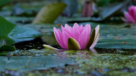 Lily Blossom Videos Download Free K Hd Stock Footage Clips Pixabay