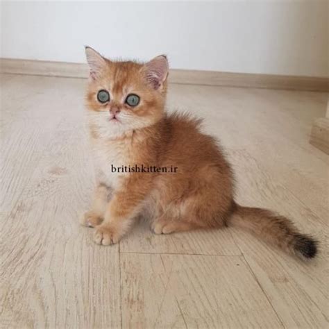 بچه گربه اسکاتیش دبل فولد سیلور دوماهه بی نظیر بریتیش کیتن