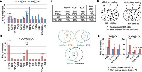 Comparison Of In Vivo Dna Binding Specificity Of Multiple Nrs A Fold