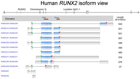 Runx2 And Cancer