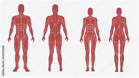 Male And Female Body In An Anatomic Muscular Illustration Front And