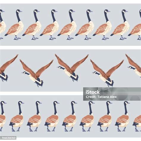캐나다 거위 세 개의 원활한 테두리 집합입니다 영어 스타일 패턴입니다 빈티지 스타일의 컬러 새 벡터 그림입니다 드로잉에 대한 스톡 벡터 아트 및 기타 이미지 Istock