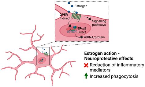 Complexity Of Sex Differences And Their Impact On Alzheimers Disease
