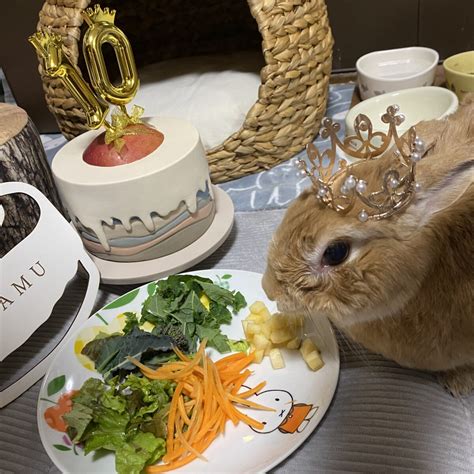 ご長寿うさぎさん ココロのおうちのうさぎLife