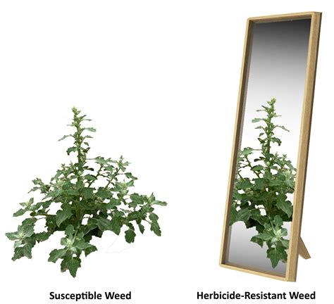 Meet The Crop Protection Network CPN Getting Rid Of Weeds