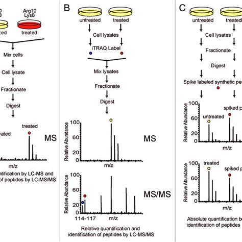 Most Commonly Used Quantitative Ms Based Proteomics Techniques Relying