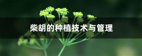 柴胡的种植技术与管理 如意谷