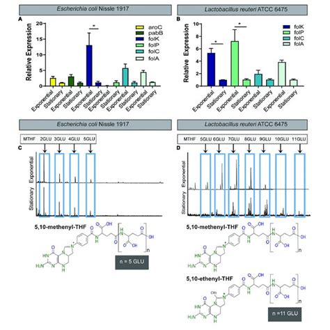 Folate Synthesis During Exponential And Stationary Growth Phase By Download Scientific