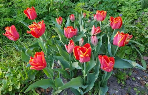 Lalea Olandeză Cu Nume Românesc Doamna Maria Brâncoveanu Soiul Este