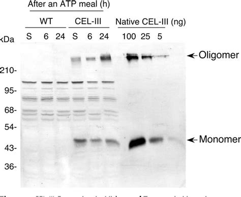Figure 4 From Hemolytic C Type Lectin Cel Iii From Sea Cucumber Expressed In Transgenic