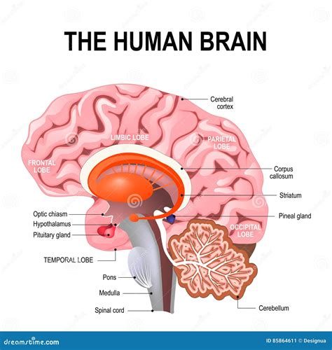 Brain Anatomy Flat Design Frontal Lobe Temporal Lobe Parietal