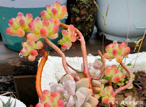 养多肉虹之玉和乙女心，做到4点并注意2点，冬天上色既水灵又好看